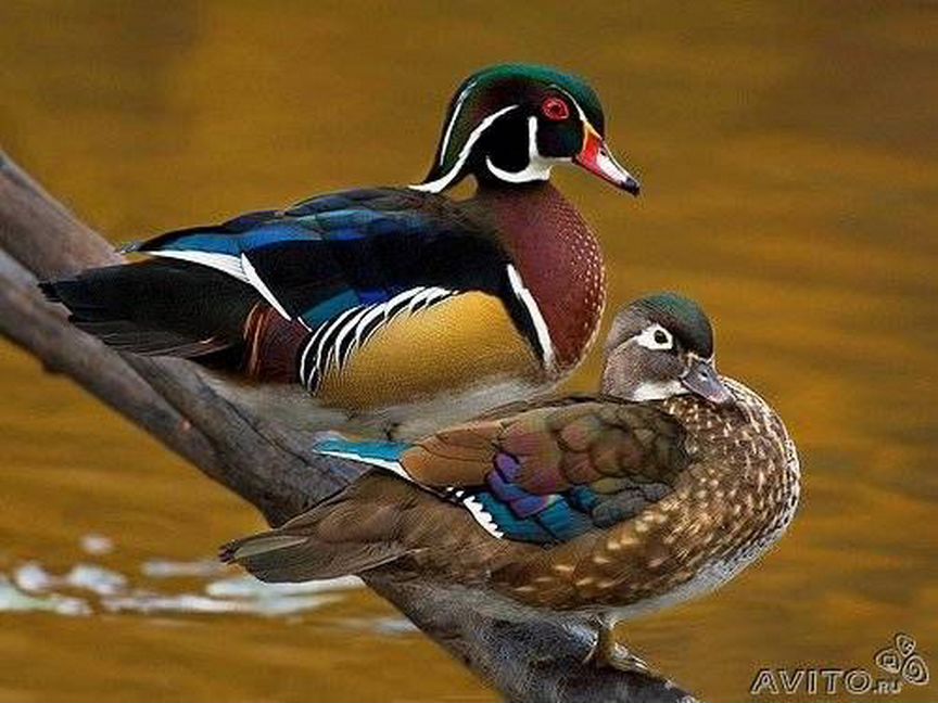 Утки декоративные Каролинки