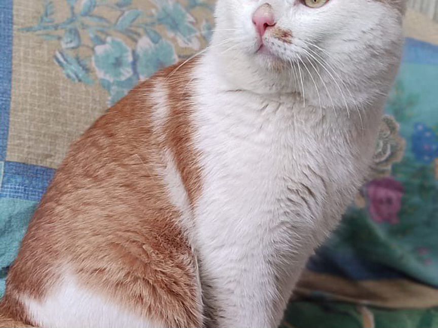 Вася ищет любящую семью