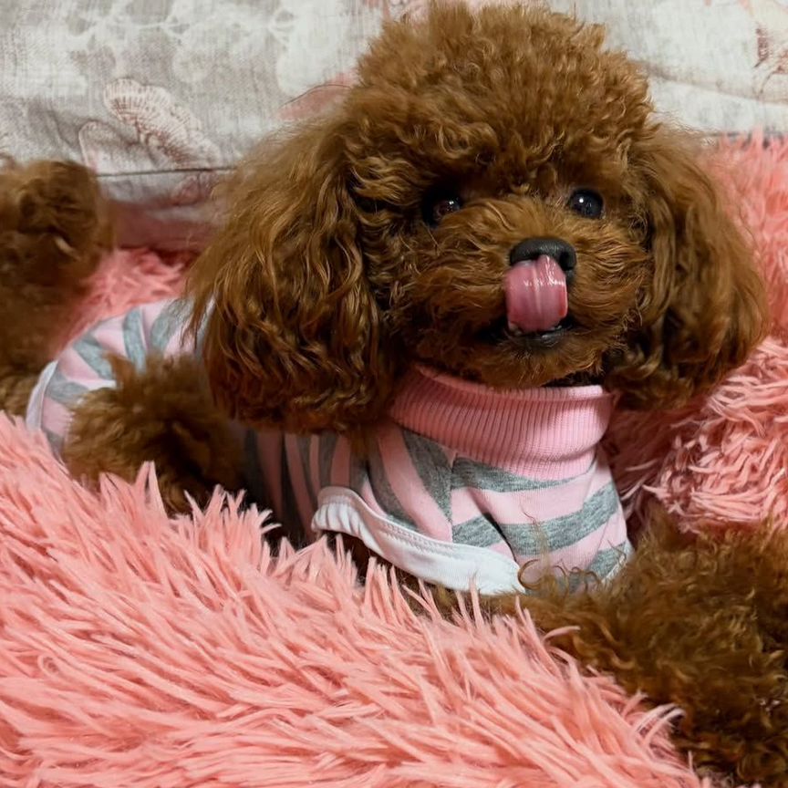 Той-пудель, щенок