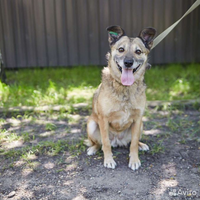 Классная собака Милка Капри в добрые руки