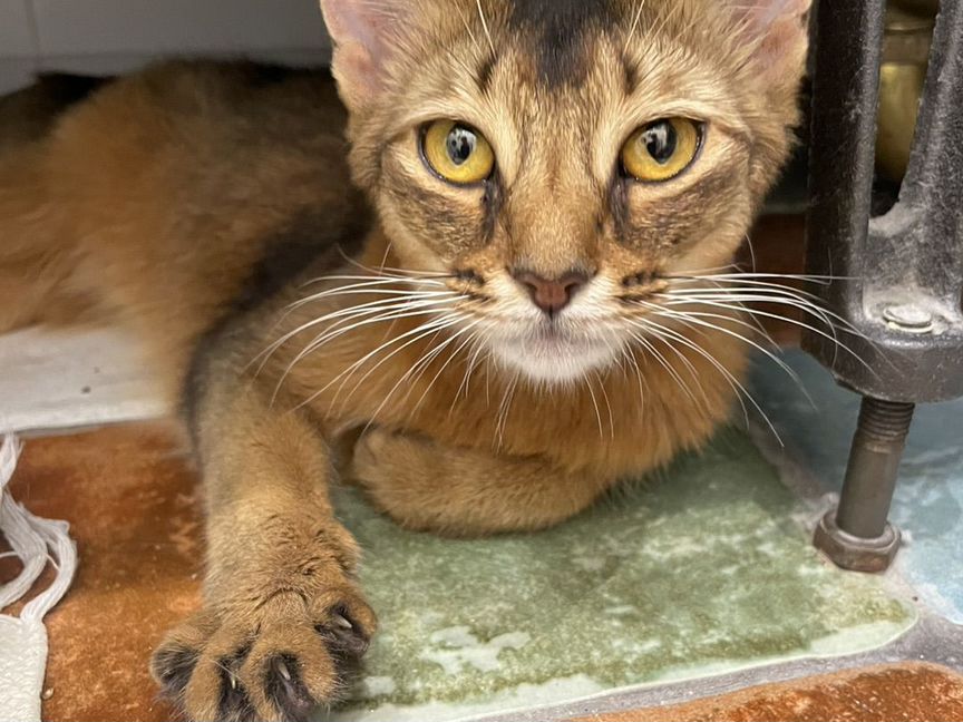 Абиссинская кошка найдена в Строгино