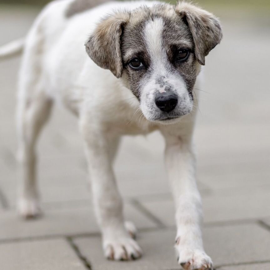 Щенок в добрые руки