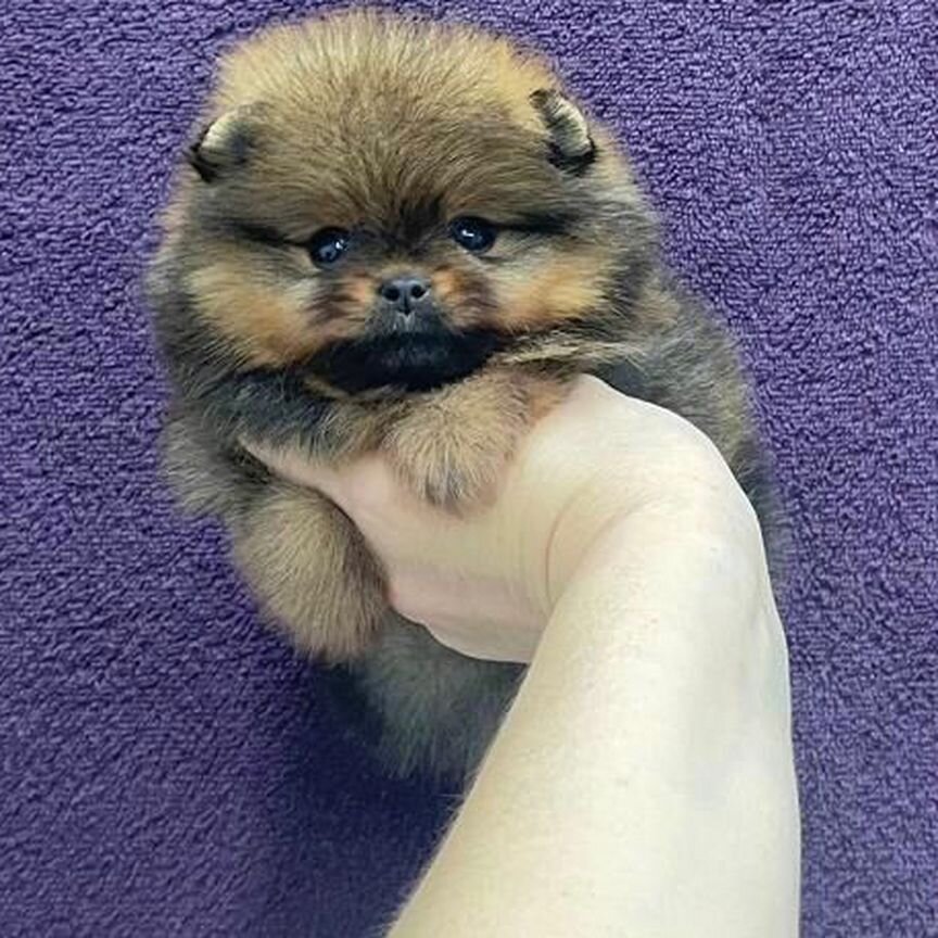 Померанский шпиц мини мальчик рыжий