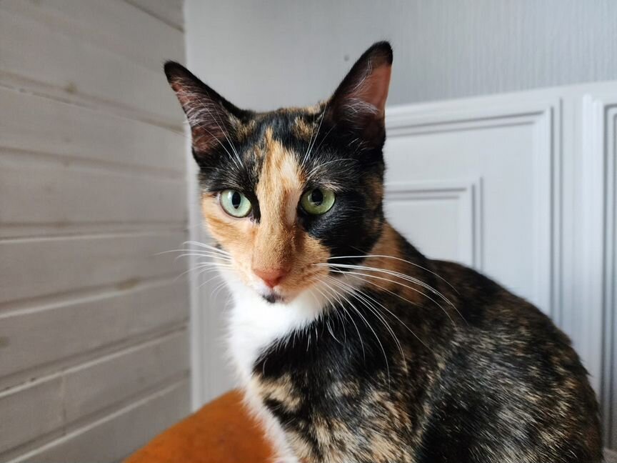 Кошечка 1 год. Ищет дом. Предали хозяева