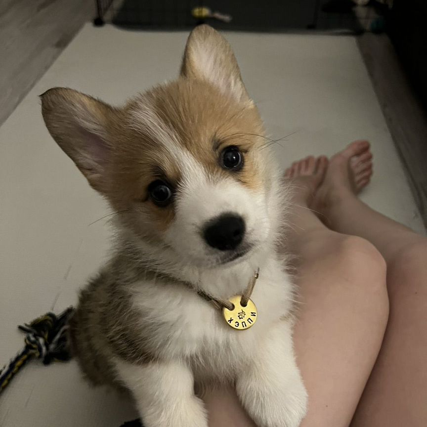 Щенок вельш-корги пемброк