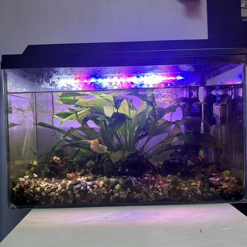 Аквариум с рыбками