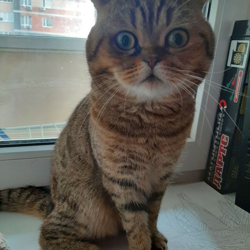 Шотландский кот вязка