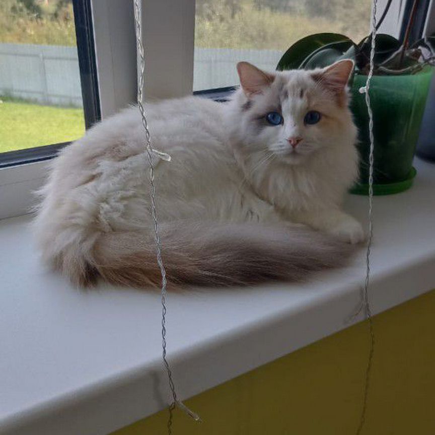 Кошка Рэгдолл