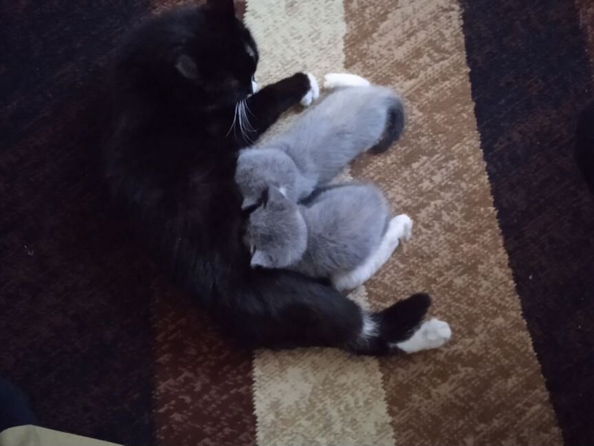 Британские котята