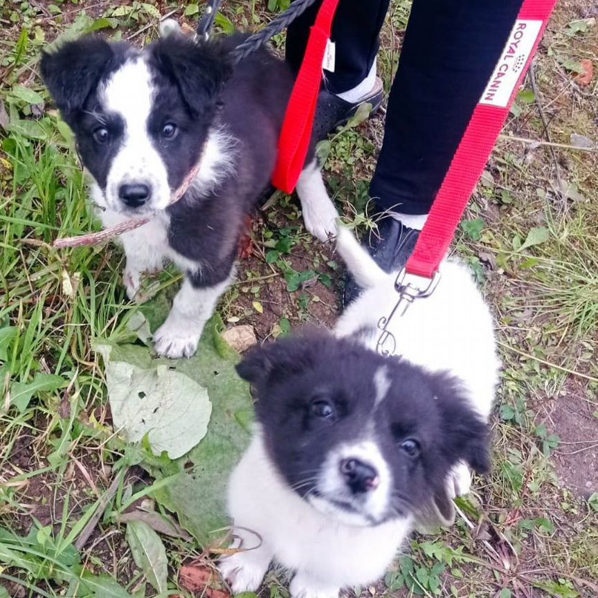 Щенки их выбросили на улицу