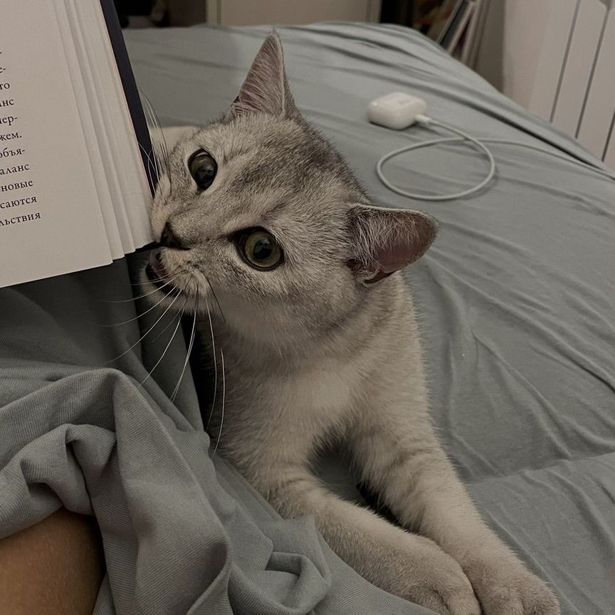 Шотландский кот