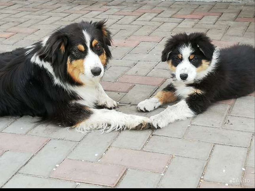 Щенки аусси (Австралийская овчарка)