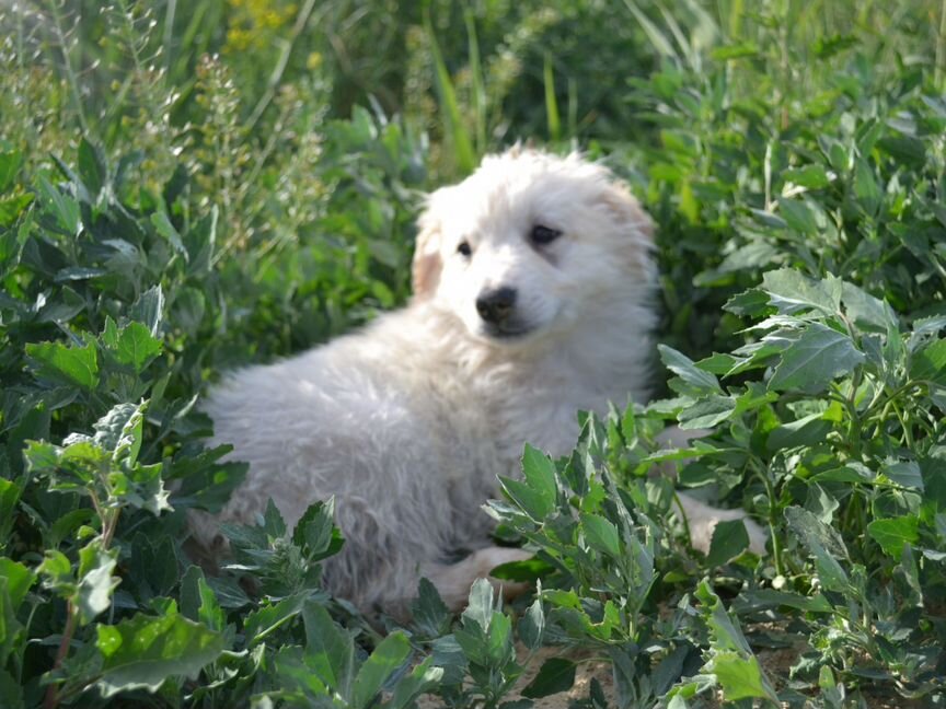 Очаровательный щенок