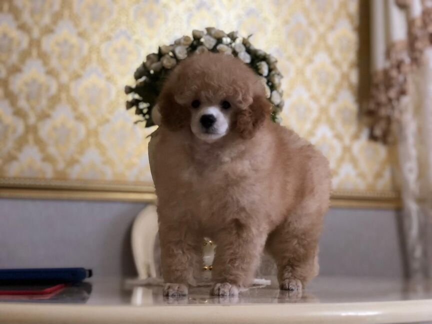 Щенки той пуделя