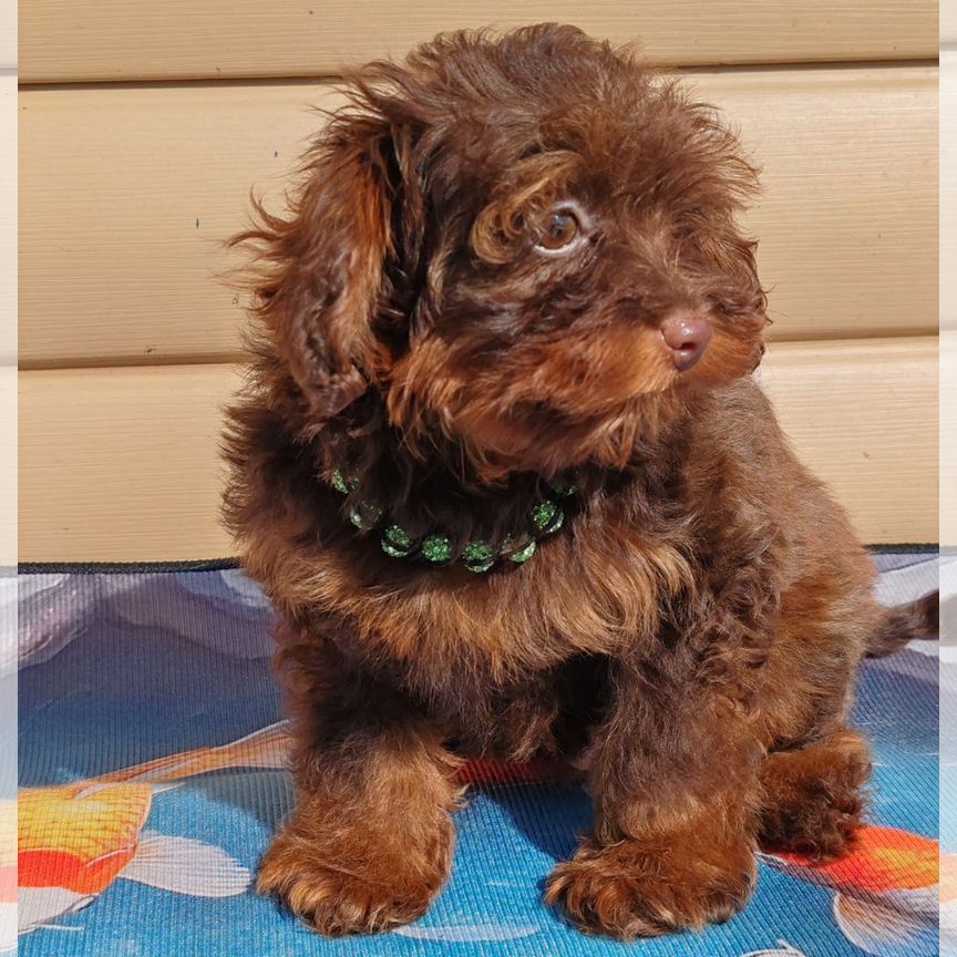 Петербургская орхидея, щенок