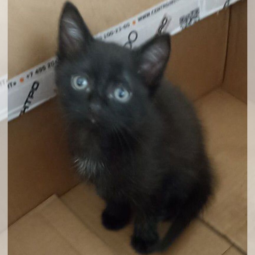 Котёнок в добрые руки