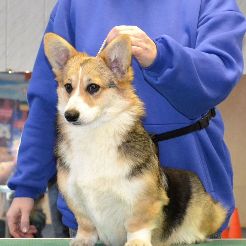 Корги щенки