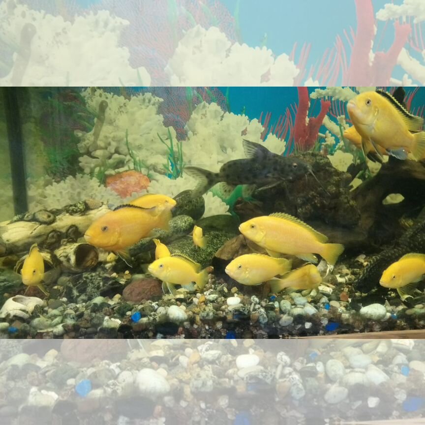 Аквариумные рыбки