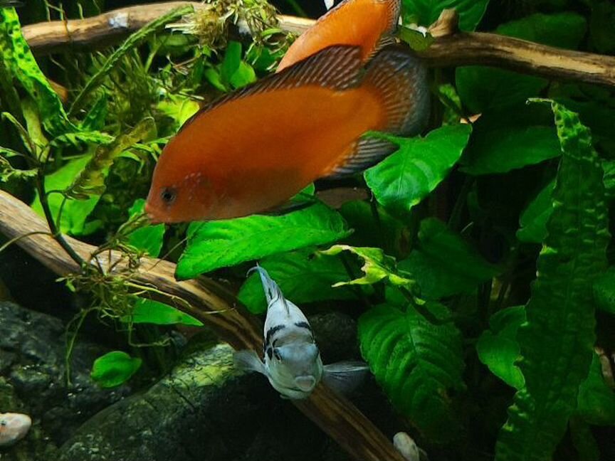 Эксул(хемихромис ексул)