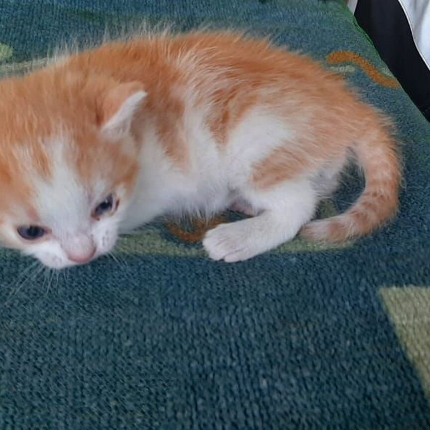 Котёнок и кошечка в добрые руки