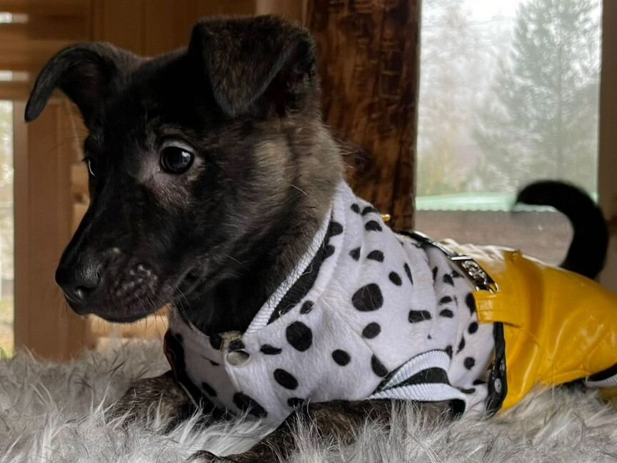 Крутой щенок в добрые руки