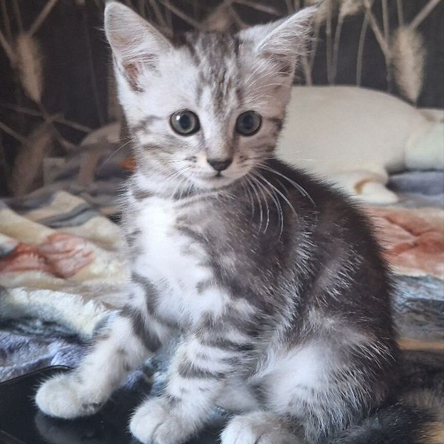 Котенок британка