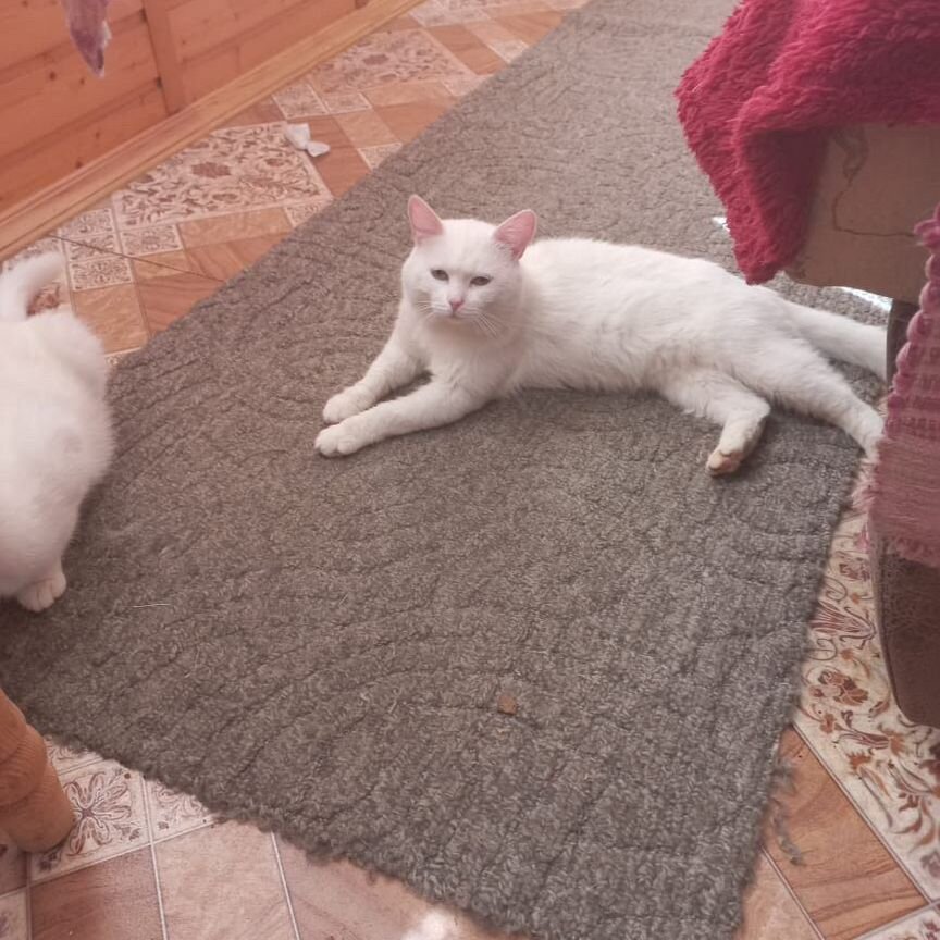 Кот и кошка чисто белые