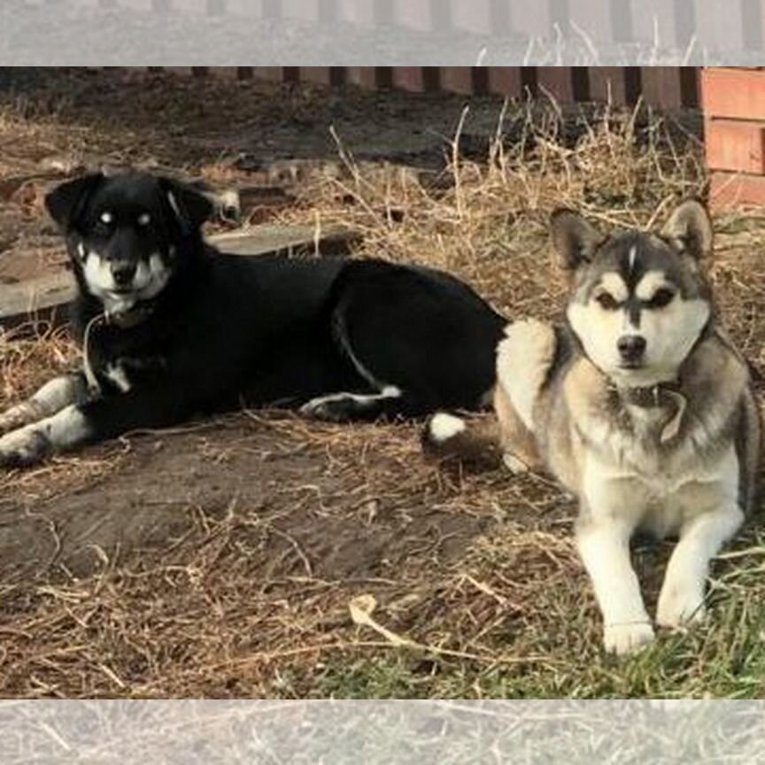 Сибирский хаски, щенок