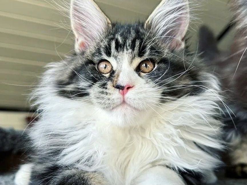 Мейн-кун котёнок мальчик