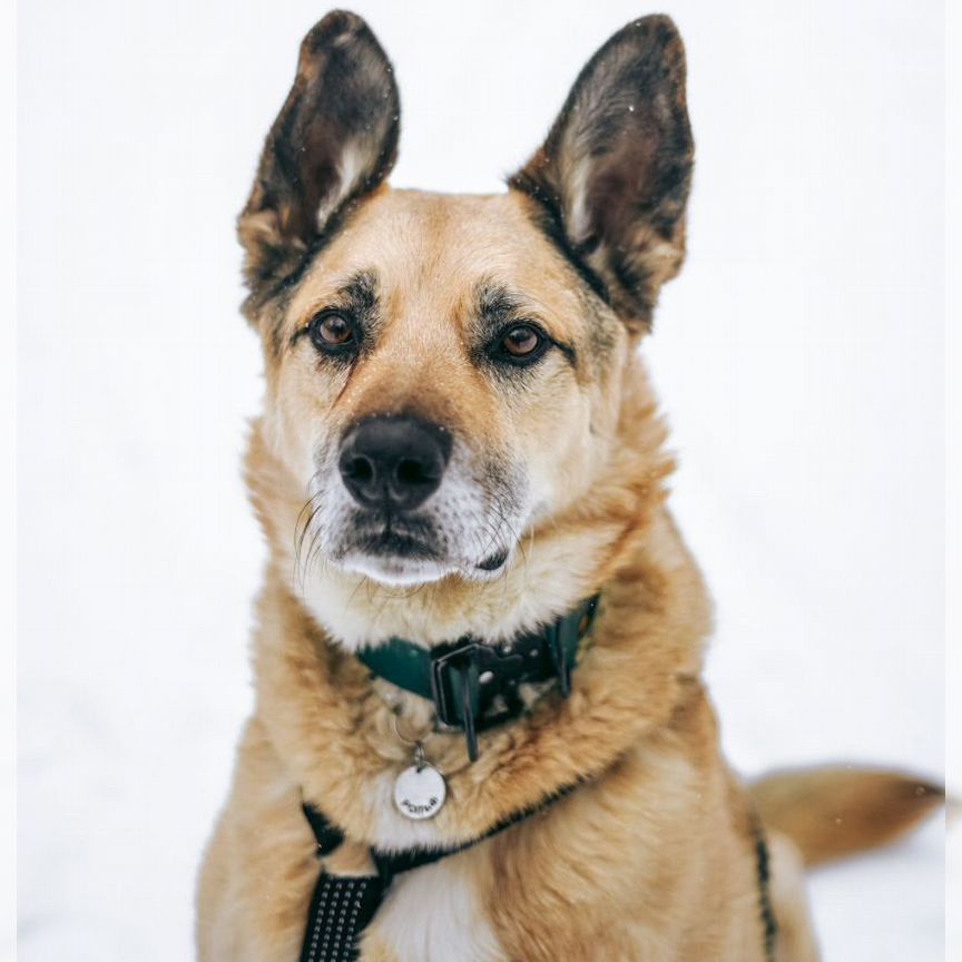 Взрослый пёс в добрые руки