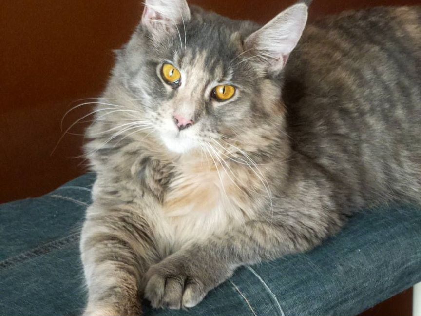 Мейн-кун кошка