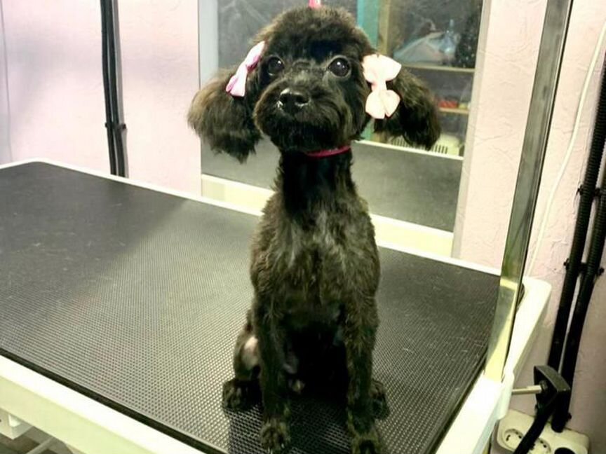 Йоркипу