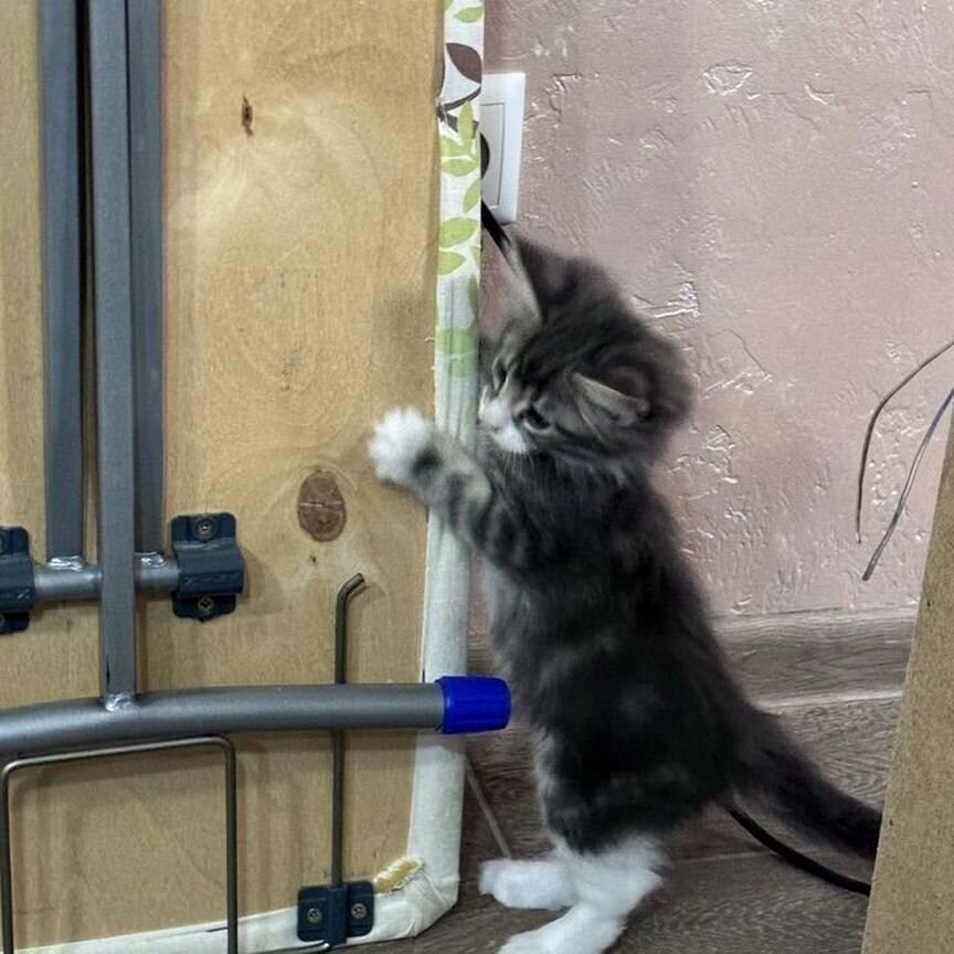 Мейн-кун котёнок