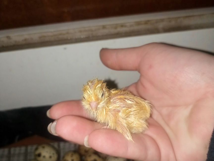 Перепелята суточные под заказ