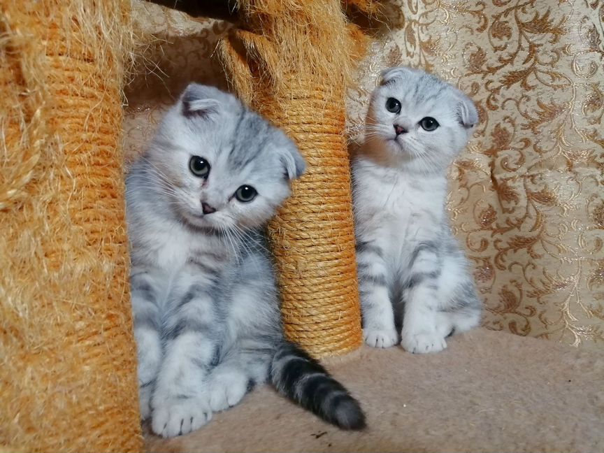 Шотландские котята ждут своих хозяев