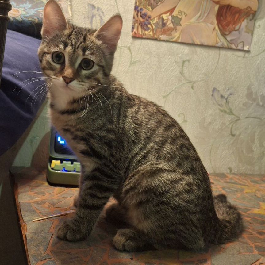 Котёнок в добрые руки