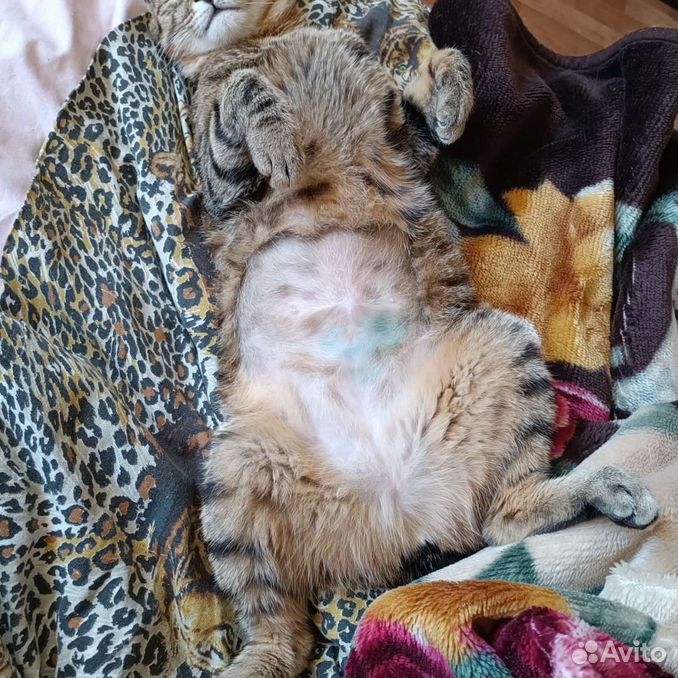 Кошка бесплатно курильский бобтейл в добрые руки