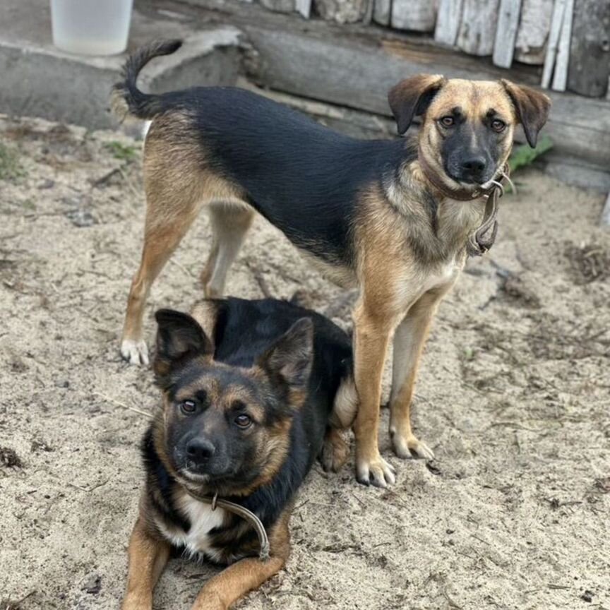 Взрослая собака в добрые руки