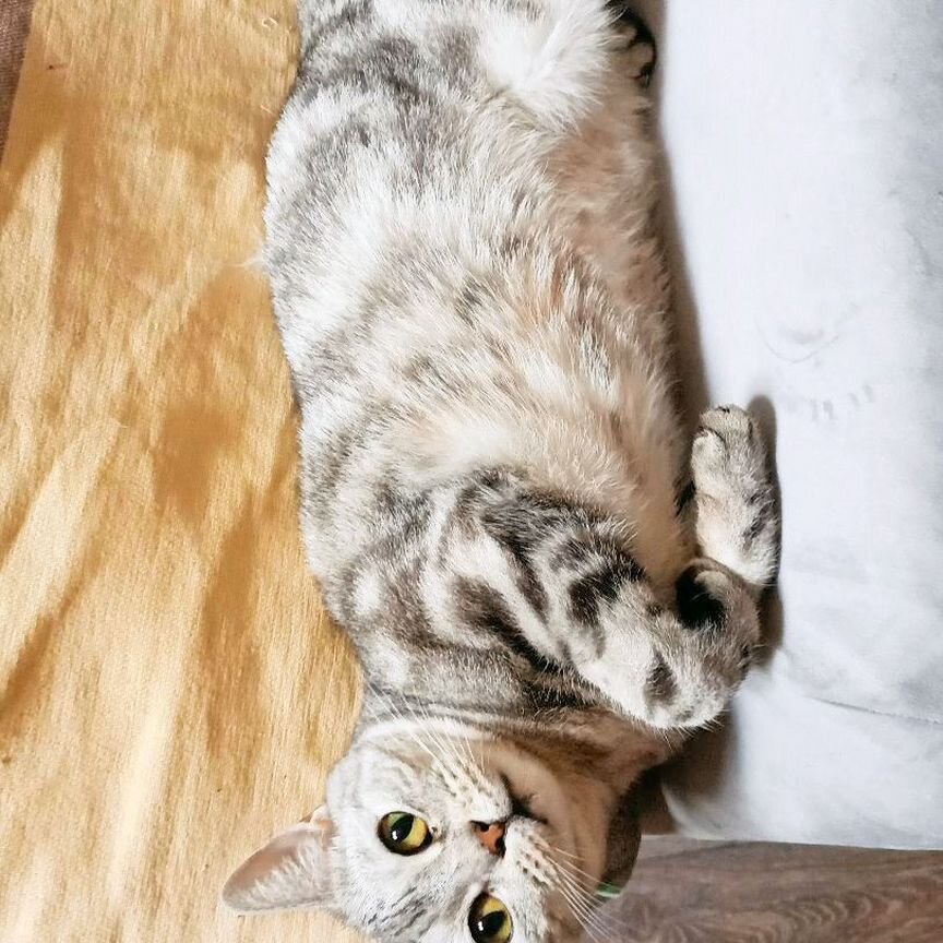Кошка британская 6 лет