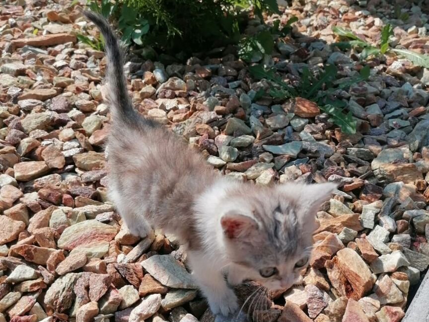 Котята ищут дом