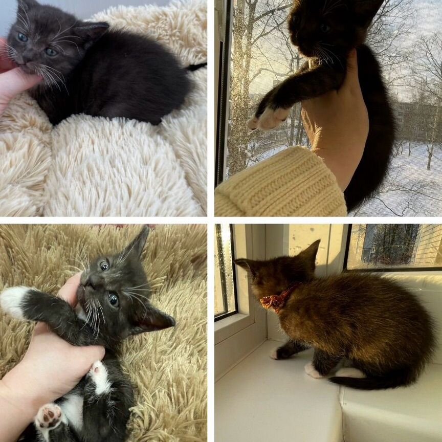 Европейский бурманский котёнок