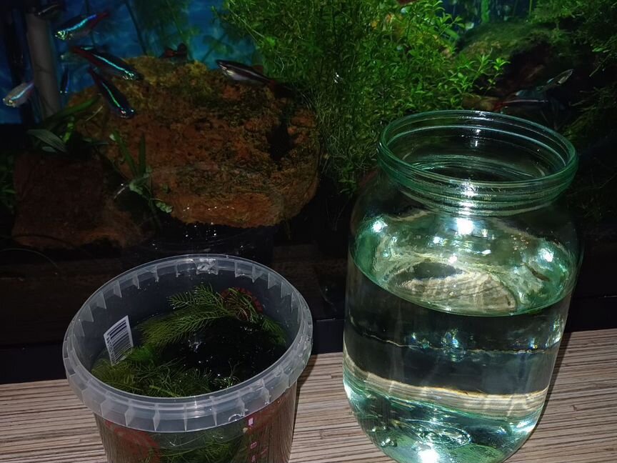 Мальки гуппи и прополка