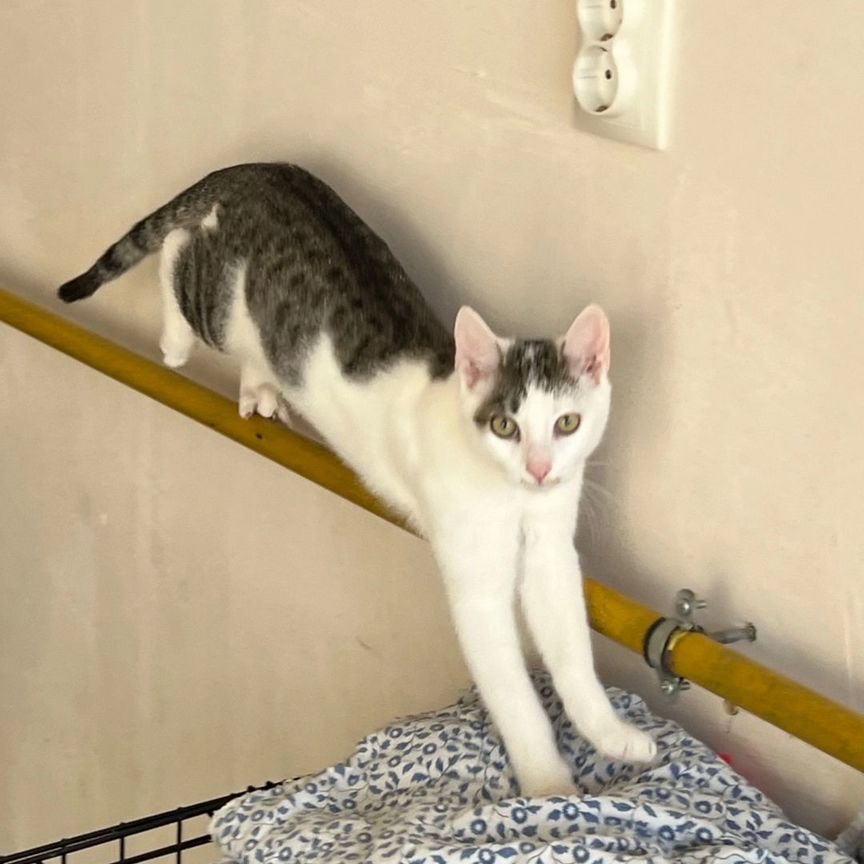 Котенок 5 месяцев