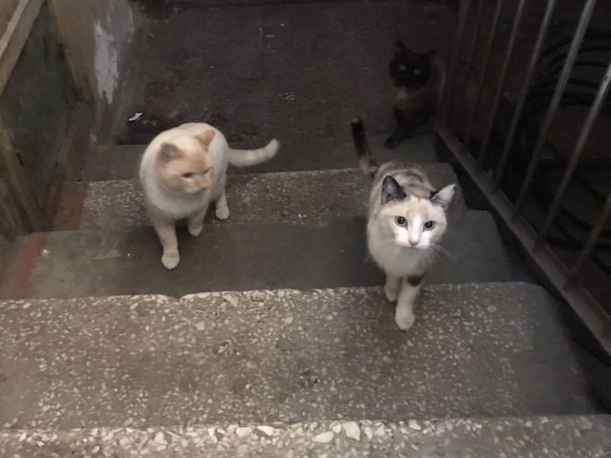 Кот и кошка