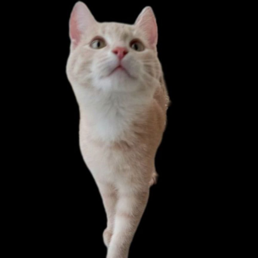 Мальчик Персик 5 месяцев ответственным людям