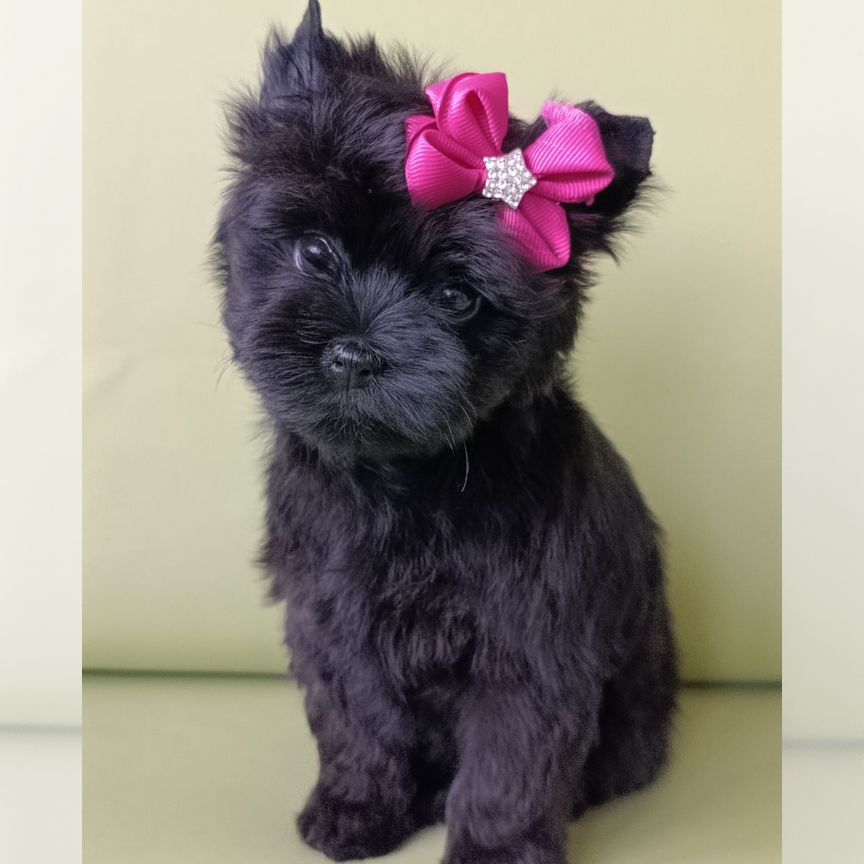 Йоркширский терьер, щенок