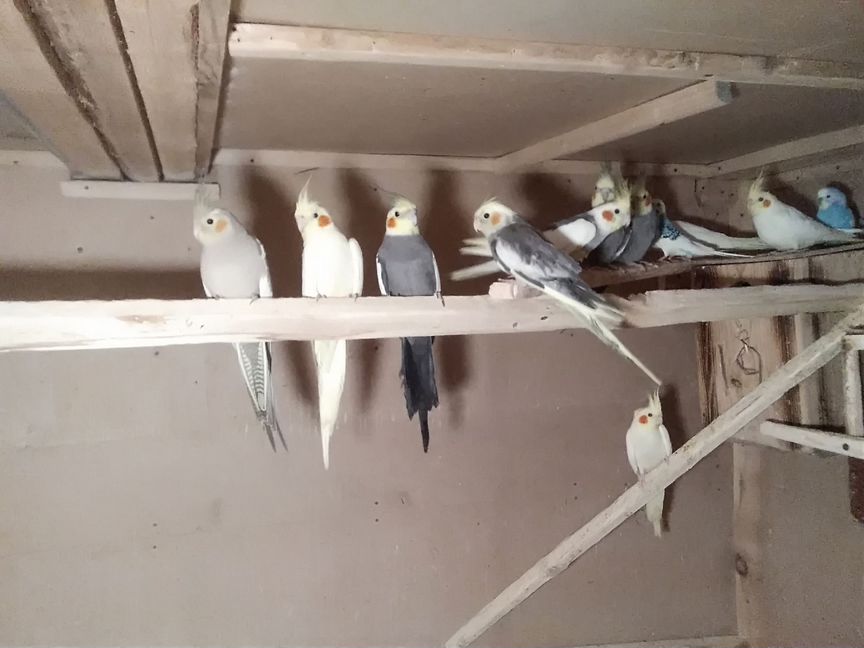 Попугаи карелы