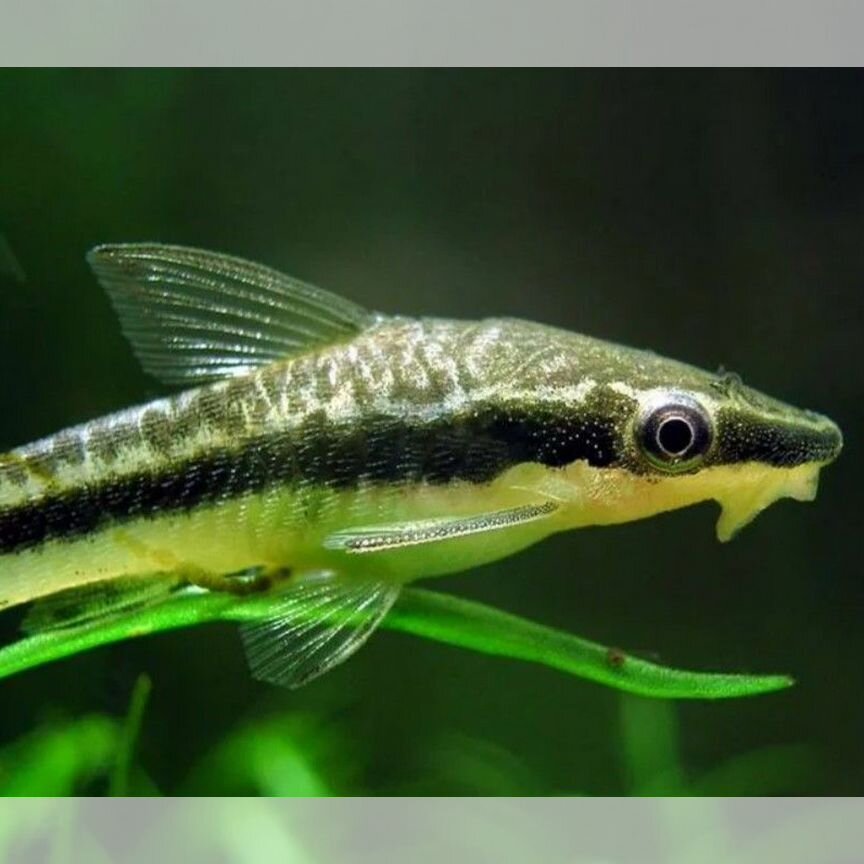Отоцинклус - Otocinclus affinis