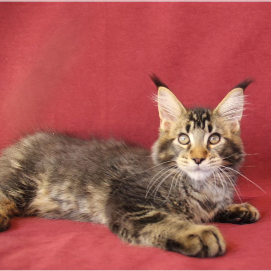 Мейн-кун котёнок