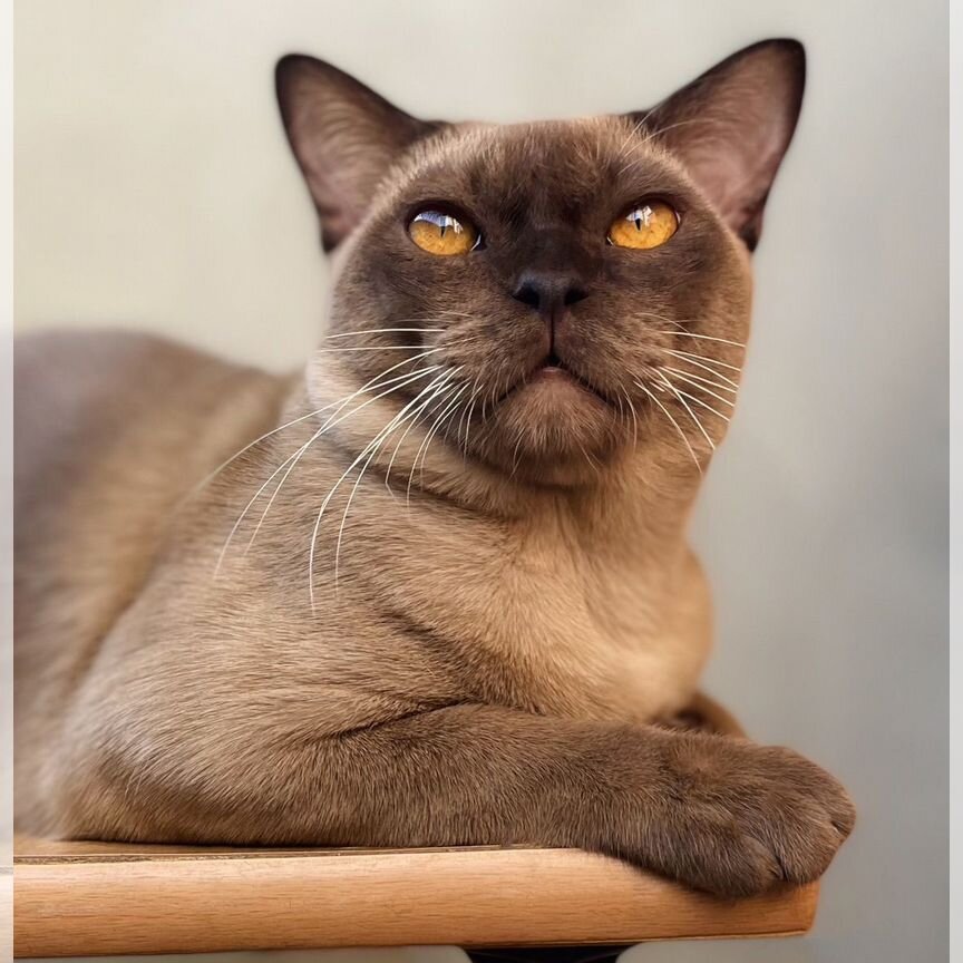 Европейский бурманский кот, взрослый
